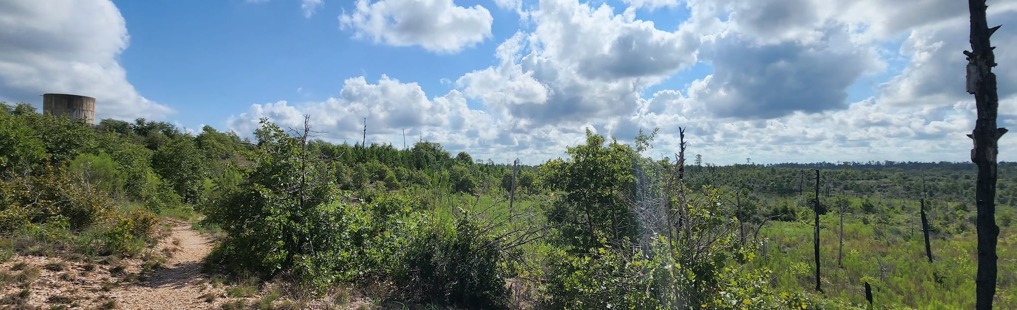 Lost Pines Trail Road 1C | Map, Guide - Texas | AllTrails