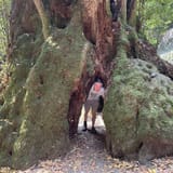 Myrtle Tree Trail, Oregon - 57 Reviews, Map | AllTrails