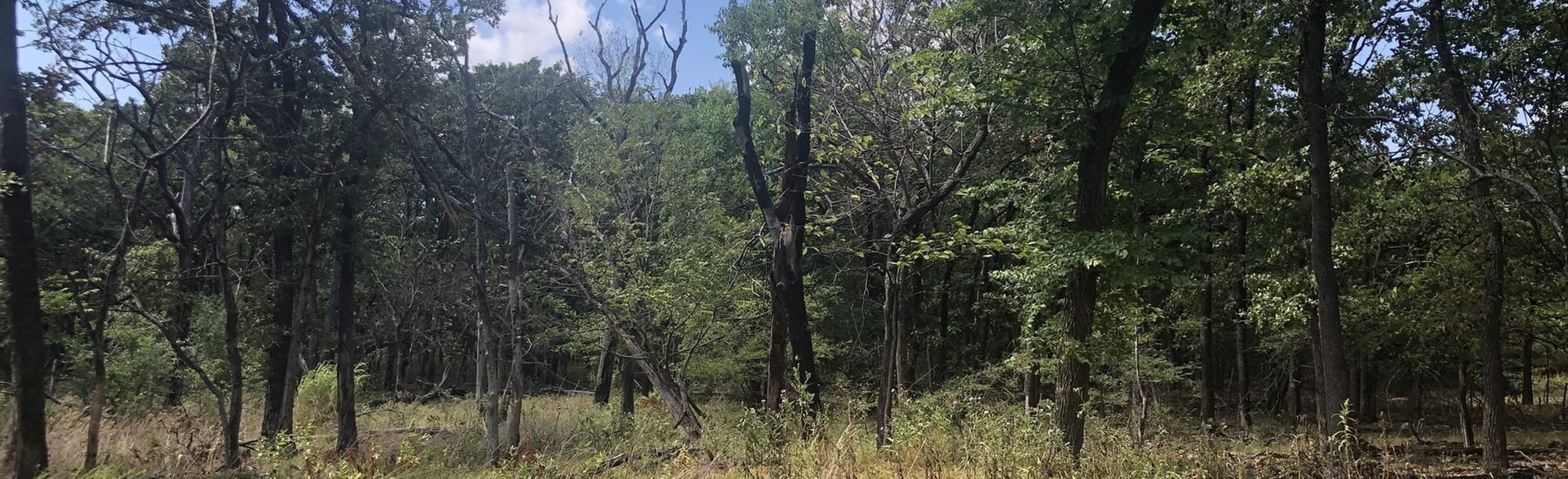 Chautauqua Hills Blue Trail Loop, Kansas - 34 Reviews, Map | AllTrails