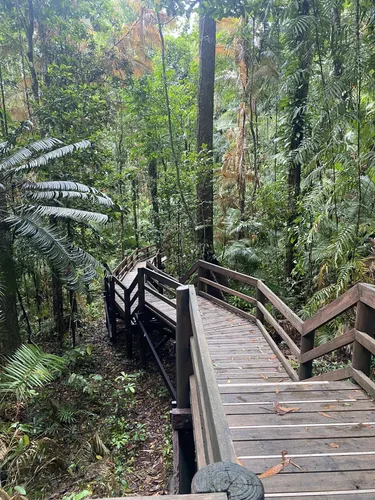 Best Moderate Trails in Daintree National Park | AllTrails