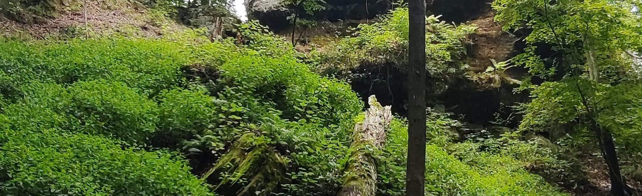 Fern Cliff Nature Preserve, Indiana - 123 Reviews, Map | AllTrails