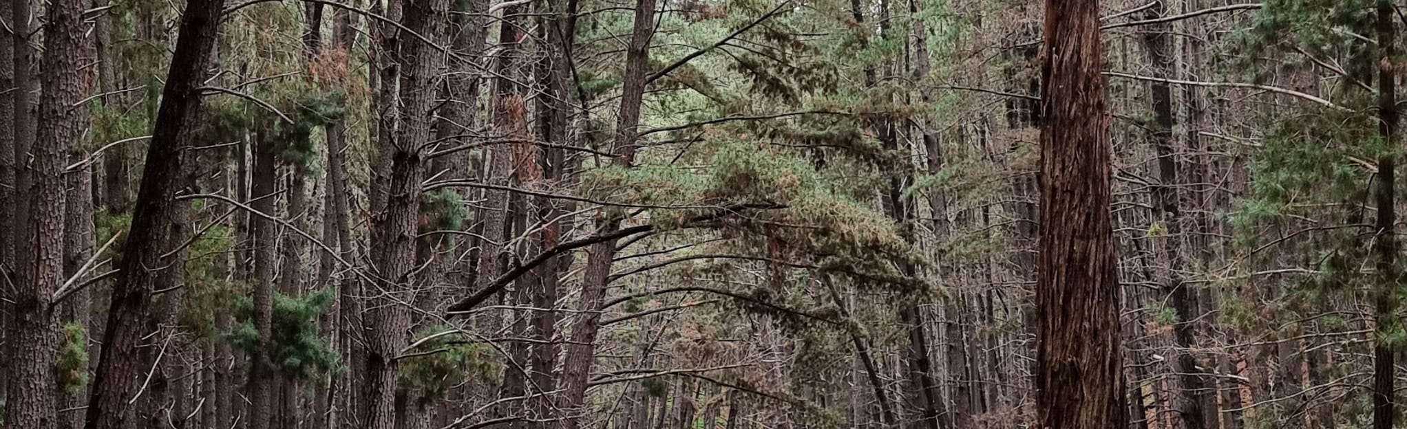 Bone Gully Forest Loop: 12 Reviews, Map - South Australia, Australia ...