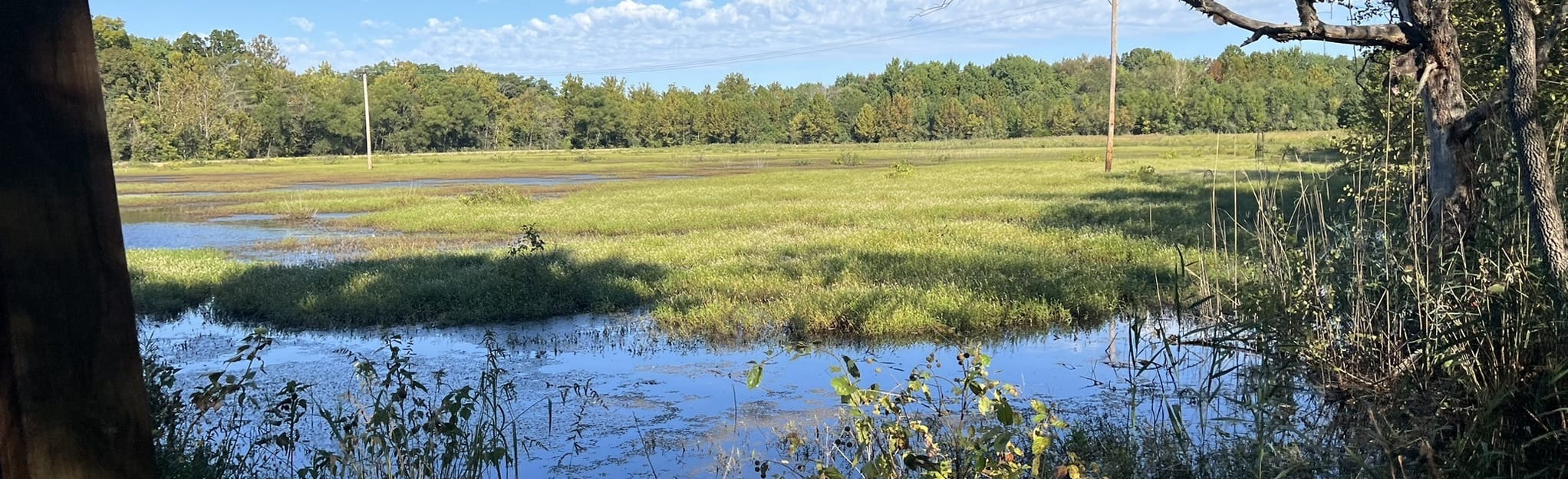 Pigeon Creek Harmony Trail, Illinois - 93 Reviews, Map | AllTrails