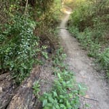 Oak Cliff Full Loop, Texas - 781 Reviews, Map | AllTrails