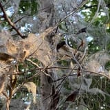 Oak Cliff Full Loop, Texas - 799 Reviews, Map | AllTrails