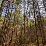 Copicut Woods, Massachusetts - 161 Reviews, Map | AllTrails