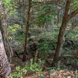 Copicut Woods, Massachusetts - 161 Reviews, Map | AllTrails