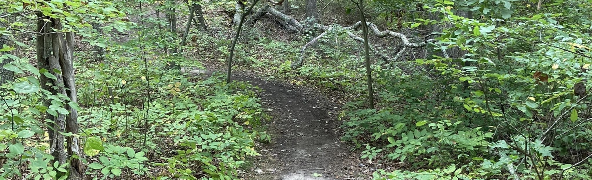 Roots Trail: 151 Reviews, Map - Massachusetts | AllTrails