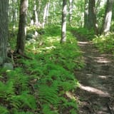 Pequot Woods, Connecticut - 316 Reviews, Map | AllTrails