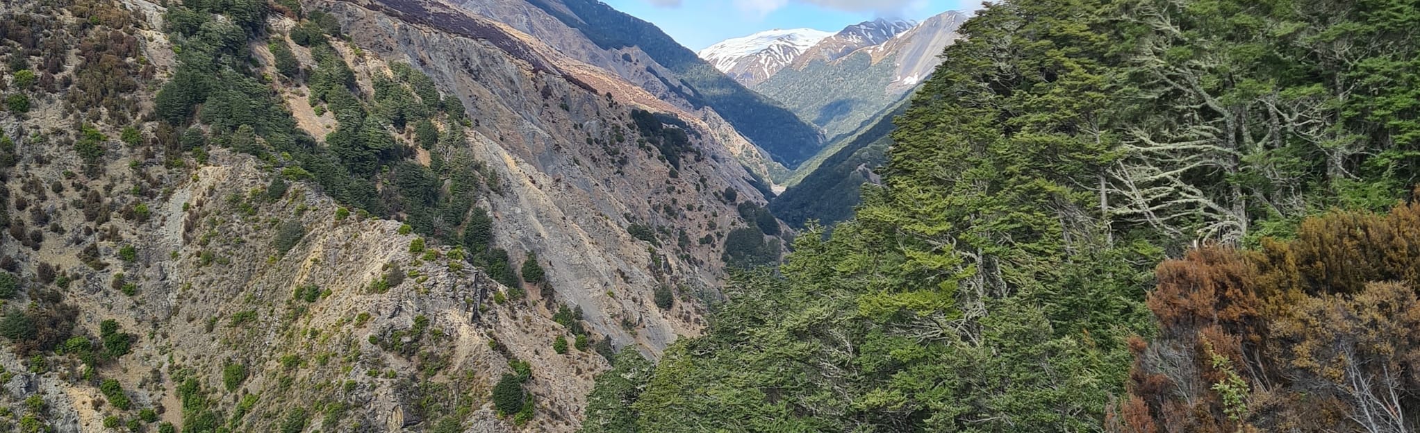 Bealey Spur Track to Power View: 21 Reviews, Map - Canterbury, New ...