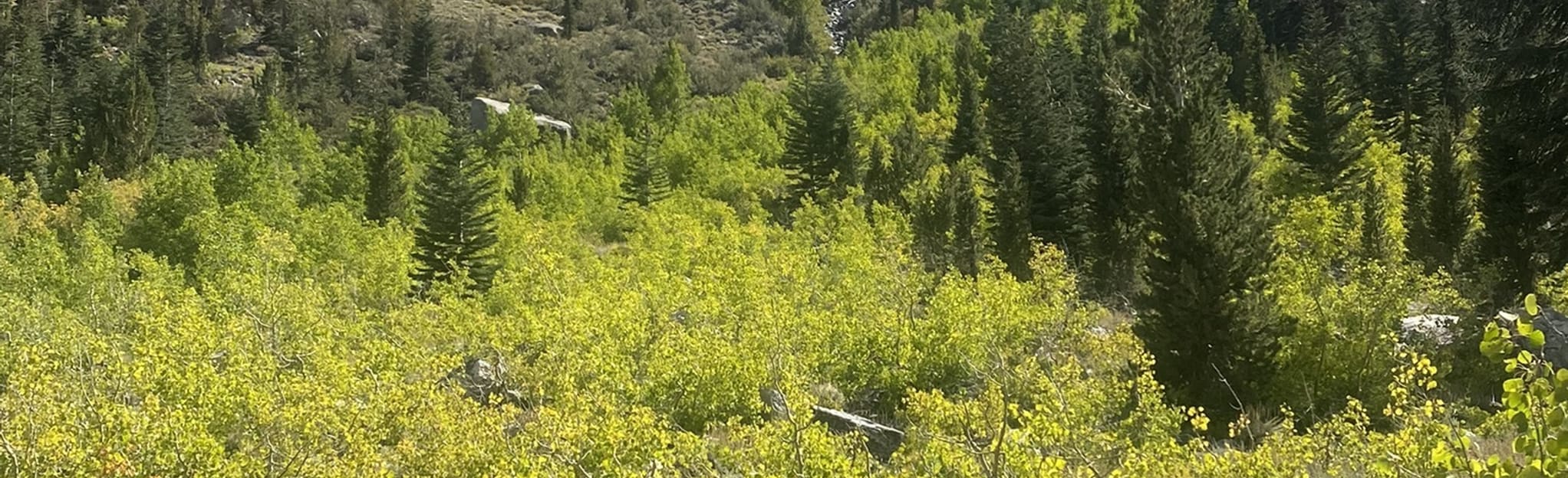 Independence Peak via Robinson Lake Trail, California - 10 Reviews, Map ...