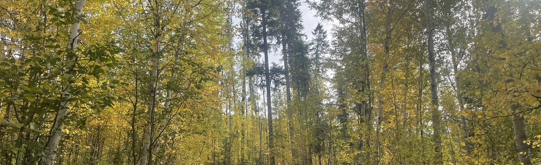 Moose Trail Loop, Alberta, Canada - 30 Reviews, Map | AllTrails