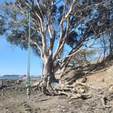 Albany Bulb, California - 350 Reviews, Map | AllTrails