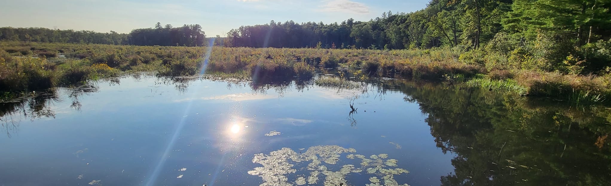 Heath Hen Meadow Yellow and Blue Trail: 84 Reviews, Map - Massachusetts ...