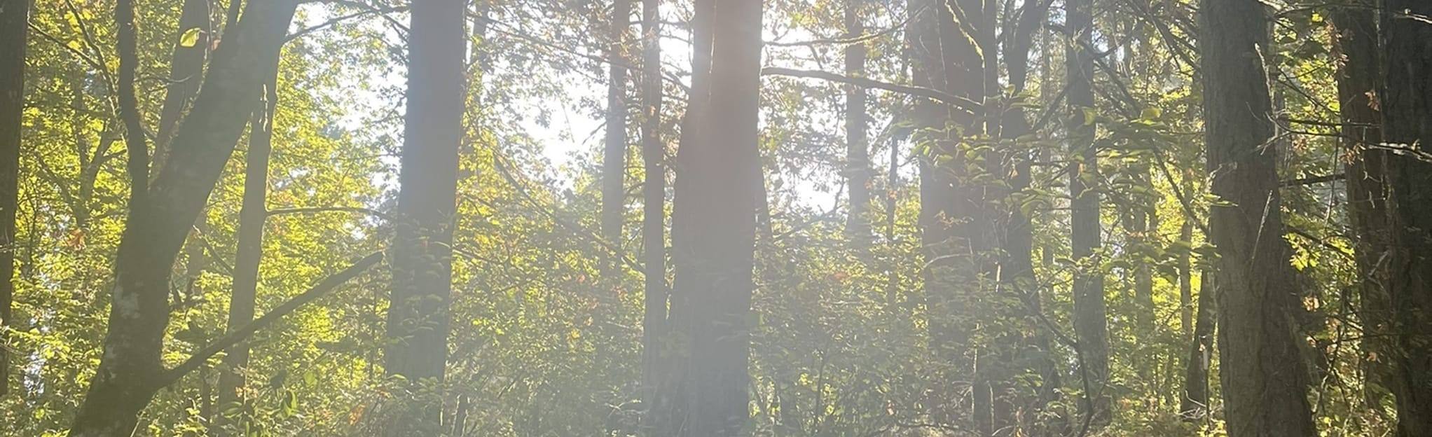 Forest Glen Trail: 32 Reviews, Map - Oregon | AllTrails