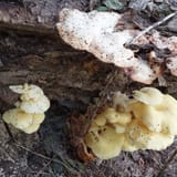 Windolph Landing Preserve Trail, Pennsylvania - 95 Reviews, Map | AllTrails