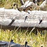 Three Fingered Jack via Pacific Crest Trail, Oregon - 359 Reviews, Map ...