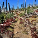 Three Fingered Jack via Pacific Crest Trail, Oregon - 372 Reviews, Map ...