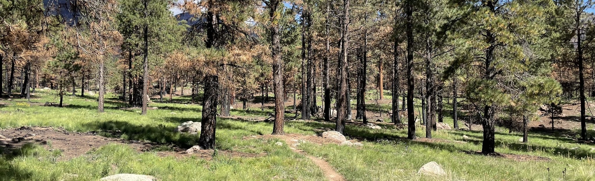 Schultz Pass Loop: 91 Reviews, Map - Arizona | AllTrails