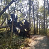 Yellow Point Bog Ecological Reserve and Yellow Point Park Loop, British ...