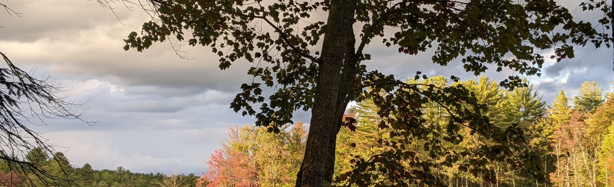 Ruggles Pond Loop: 54 Reviews, Map - Massachusetts | AllTrails