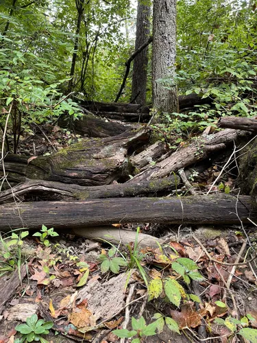 Best 10 Hikes and Trails in Hueston Woods State Park | AllTrails