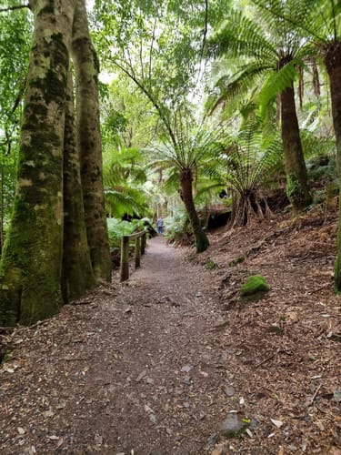 Best Hikes and Trails in Liffey Falls State Reserve | AllTrails