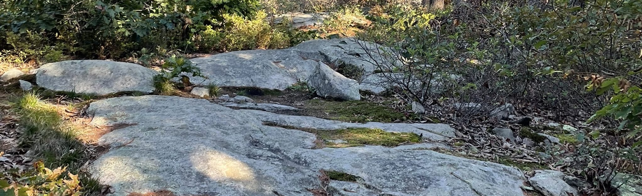 Cavern Rock Park Trail Loop: 9 Reviews, Map - Massachusetts | AllTrails
