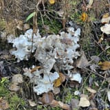 Resurrection Pass Trail, Alaska - 199 Reviews, Map | AllTrails