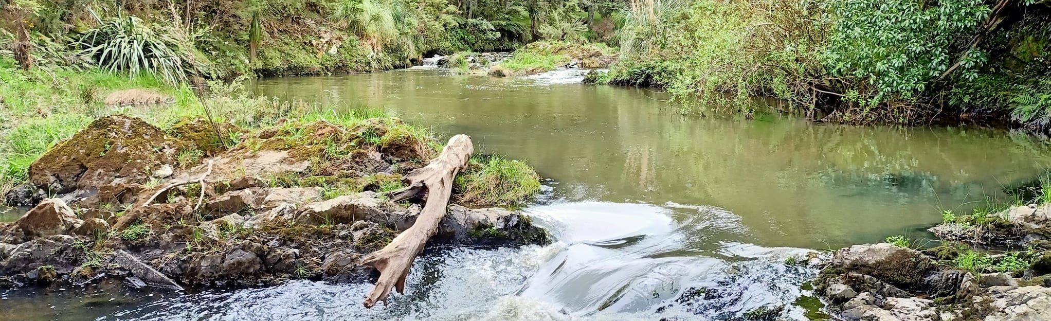 Taheke Waterfall Track, Northland, New Zealand - 20 Reviews, Map ...