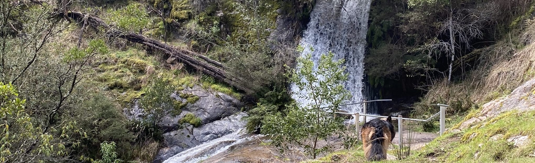 Plain Creek Falls Walk: 134 Reviews, Map - Victoria, Australia | AllTrails