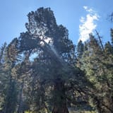 Cold Springs Nature Trail, California - 72 Reviews, Map | AllTrails
