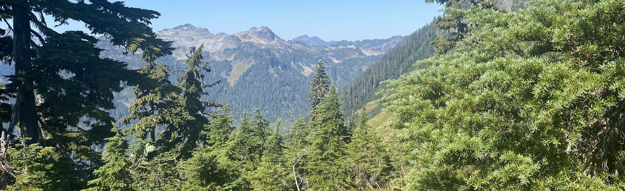Shannon Ridge Trail, Washington - 113 Reviews, Map | AllTrails