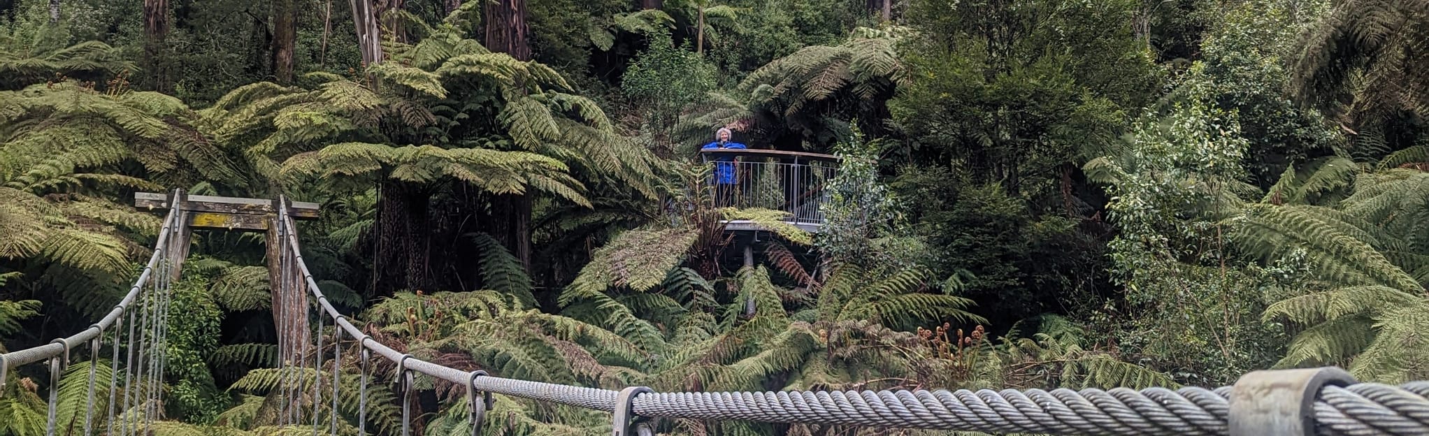 Cyathea Falls, Tarra Falls and Suspension Bridge Circuit - Victoria ...