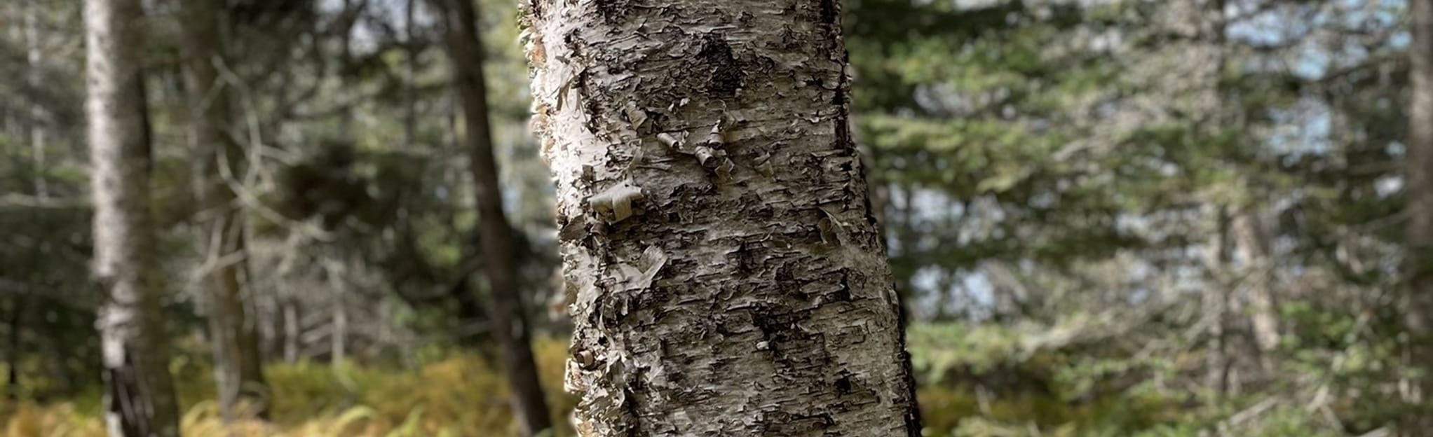 Turtle Head Preserve Trail: 34 Reviews, Map - Maine | AllTrails