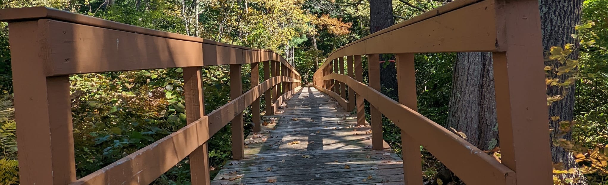 Salem Town Forest Loop: 687 Reviews, Map - New Hampshire | AllTrails