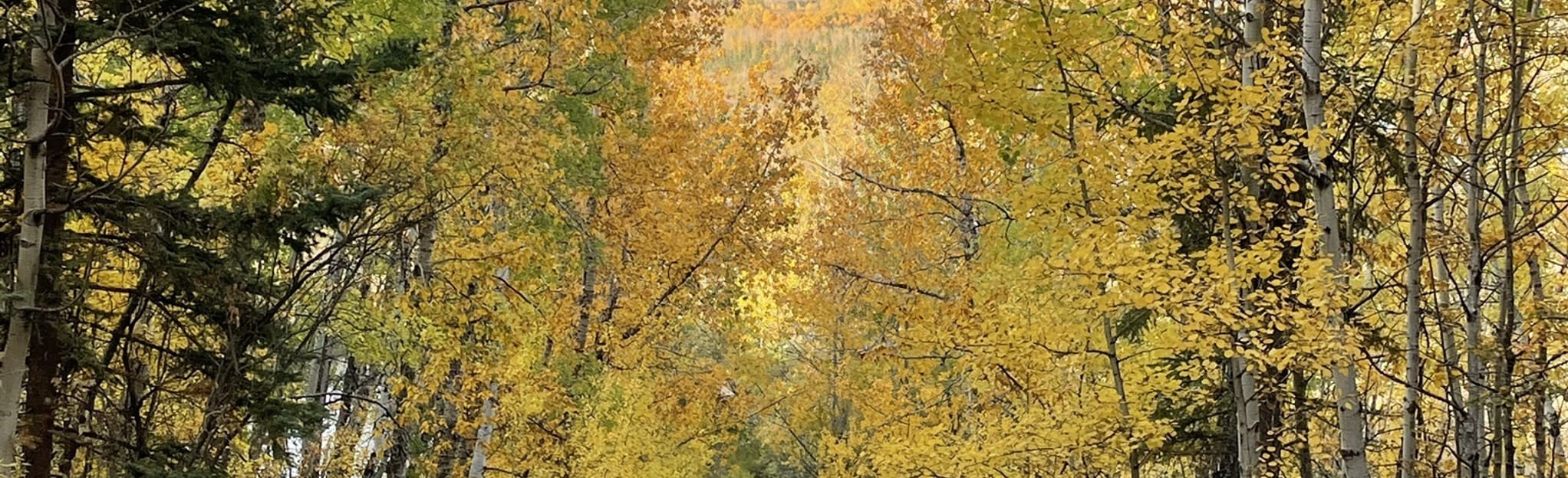 Weaselhead Pink and Red Trail Loop: 192 Reviews, Map - Alberta, Canada ...