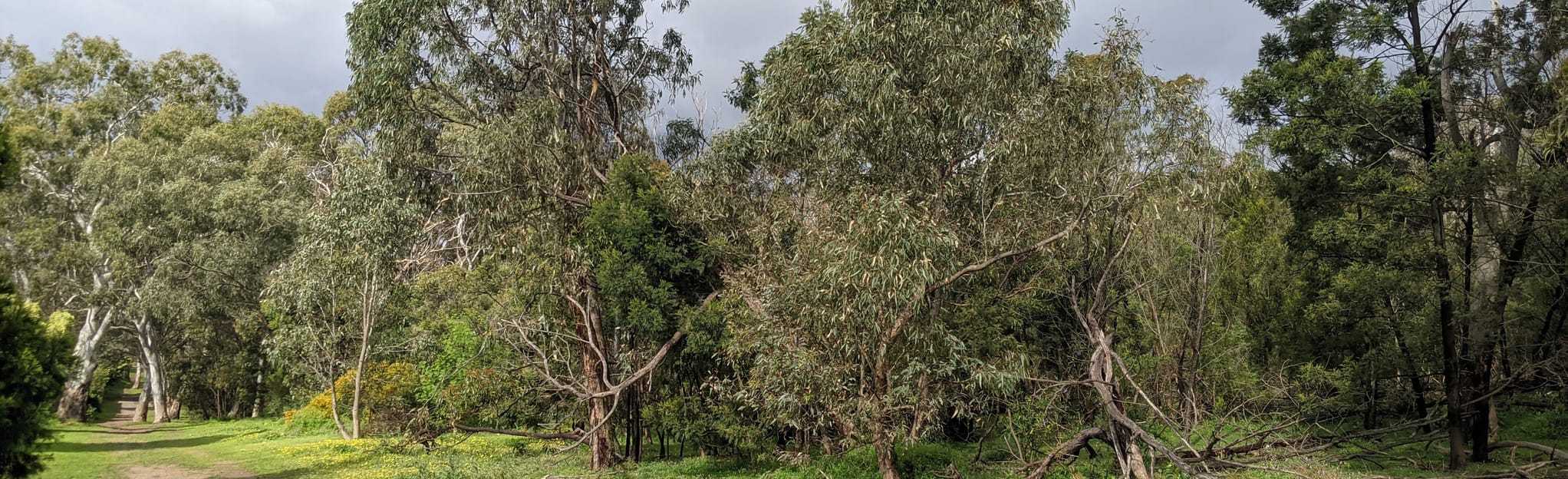 Gresswell Forest Loop, Victoria, Australia - 287 Reviews, Map | AllTrails