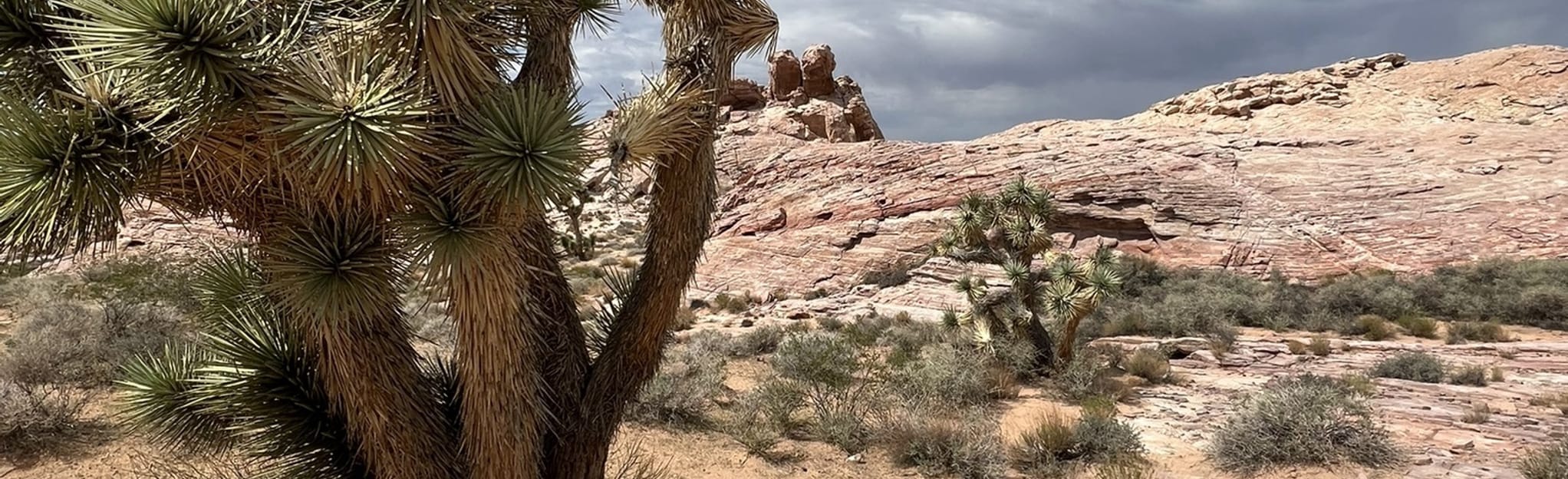 Gold Butte, Nevada - 51 Reviews, Map | AllTrails