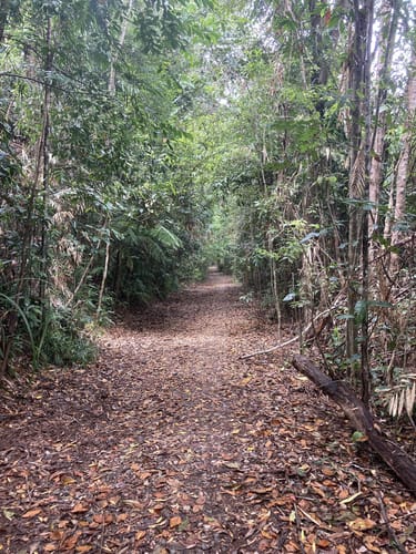 Best Hikes and Trails in Djiru National Park | AllTrails