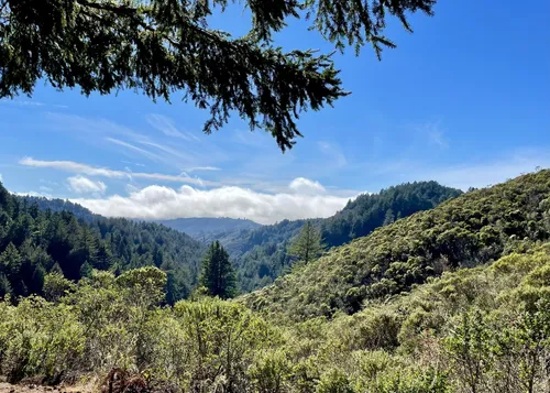 10 Best Hikes and Trails in Purisima Creek Redwoods Open Space Preserve ...