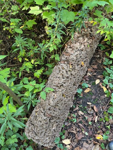 2023 Best trails in Thickson's Woods Nature Reserve | AllTrails