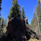 Chicago Stump Trail, California - 73 Reviews, Map | AllTrails