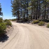 Chicago Stump Trail, California - 73 Reviews, Map | AllTrails