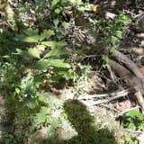 Saunders Springs Nature Preserve Loop, Kentucky - 377 Reviews, Map ...