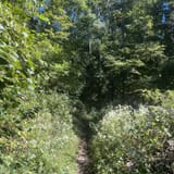 Saunders Springs Nature Preserve Loop, Kentucky - 377 Reviews, Map ...