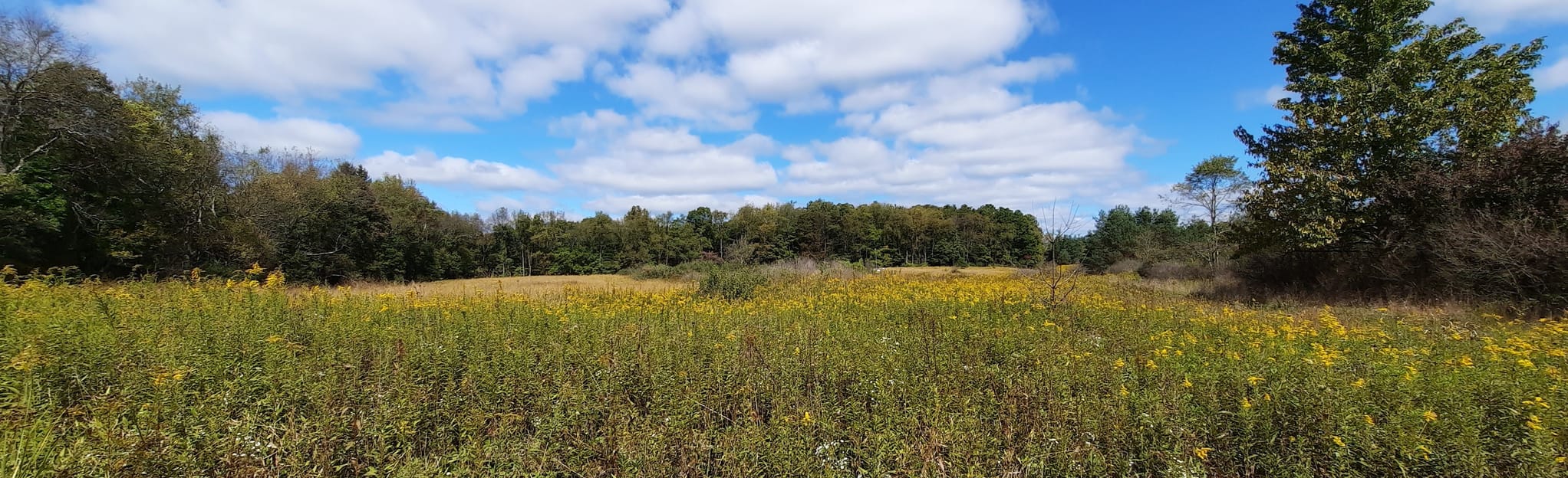 Ridgetop Trail: 60 Reviews, Map - Pennsylvania | AllTrails