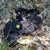 Nebo Ridge Trail, Indiana - 196 Reviews, Map | AllTrails