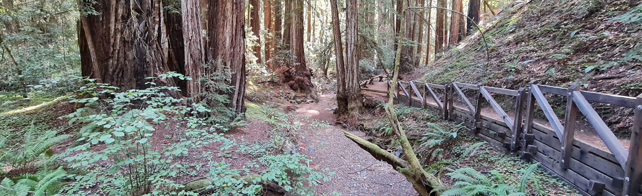 Armstrong Redwoods Grove Loop Trail, California - 599 Reviews, Map ...