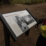 Chicago Stump Trail, California - 73 Reviews, Map | AllTrails